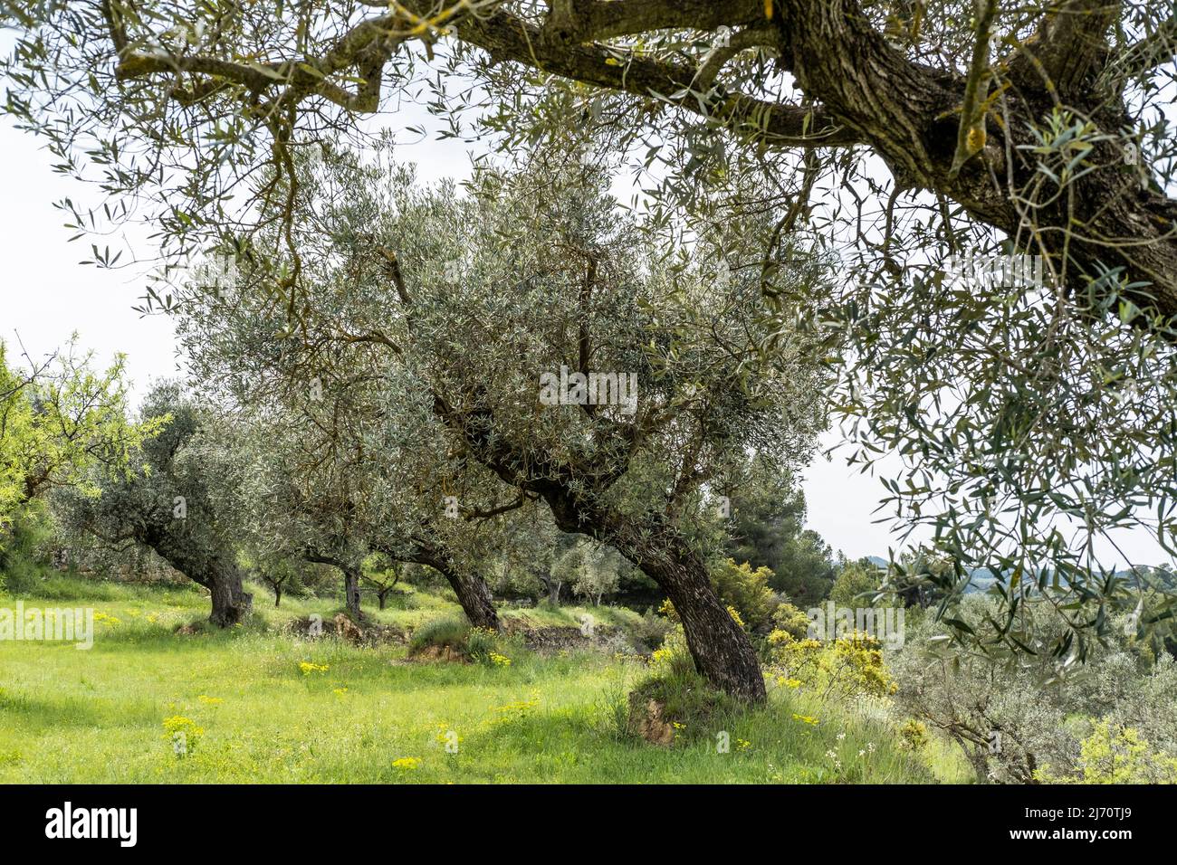 Fields of olive trees in the landscape around the city of Batea in the ...