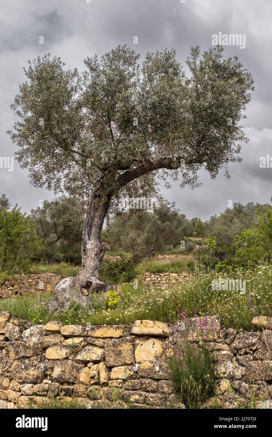 Fields of olive trees in the landscape around the city of Batea in the ...