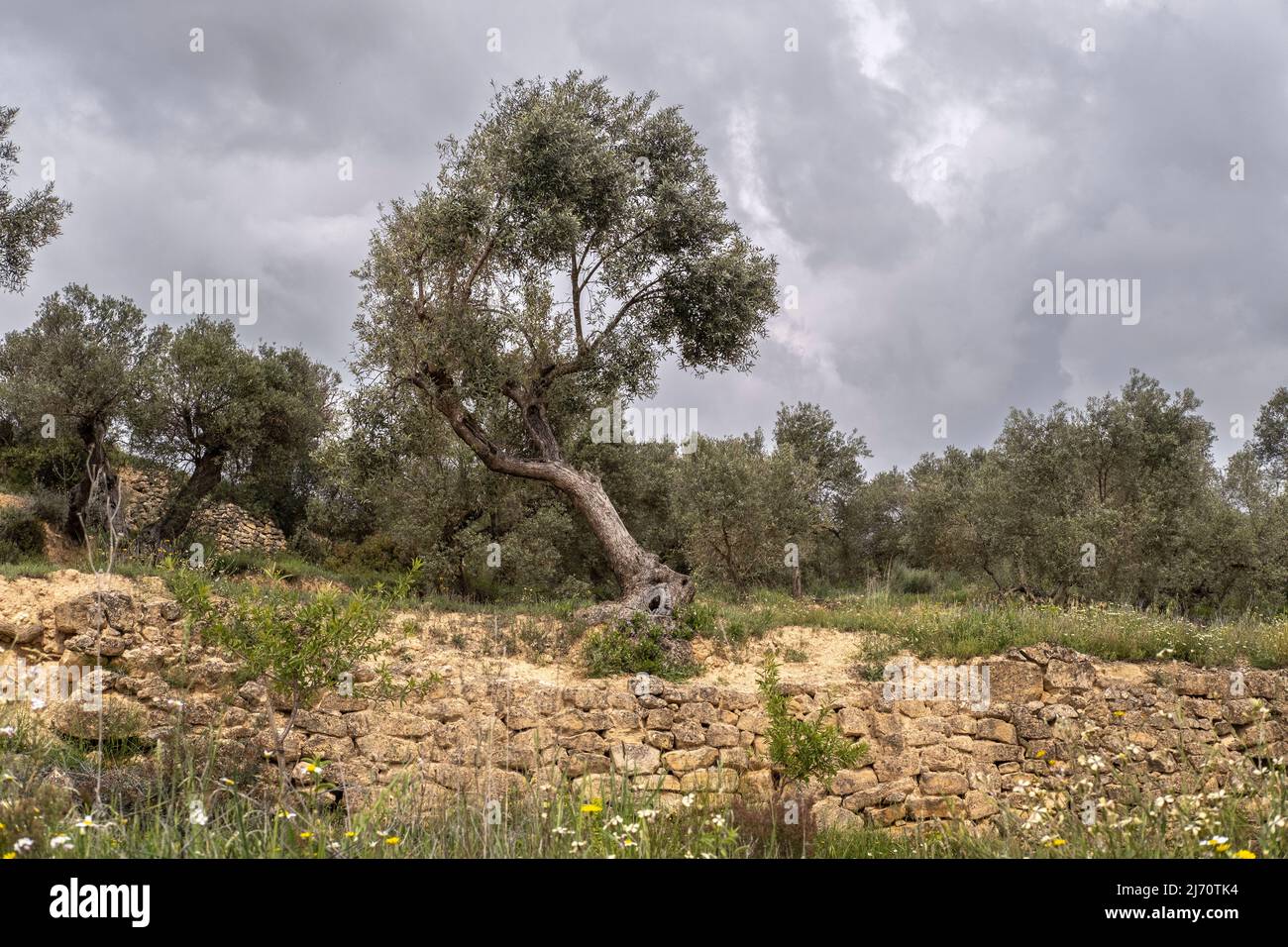 Fields of olive trees in the landscape around the city of Batea in the ...