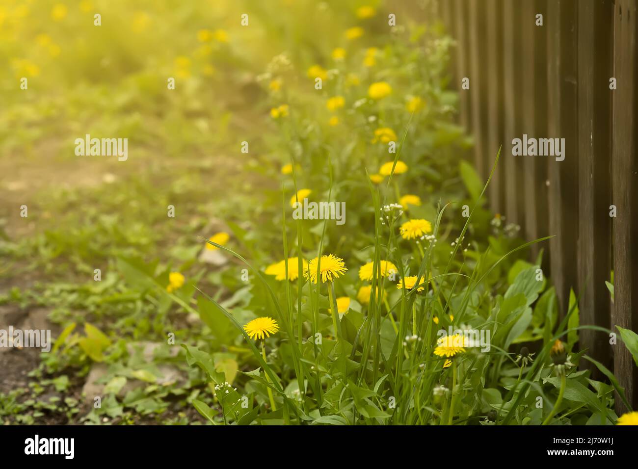 the rays of the yellow sun fall on the flowers growing near the fence ...