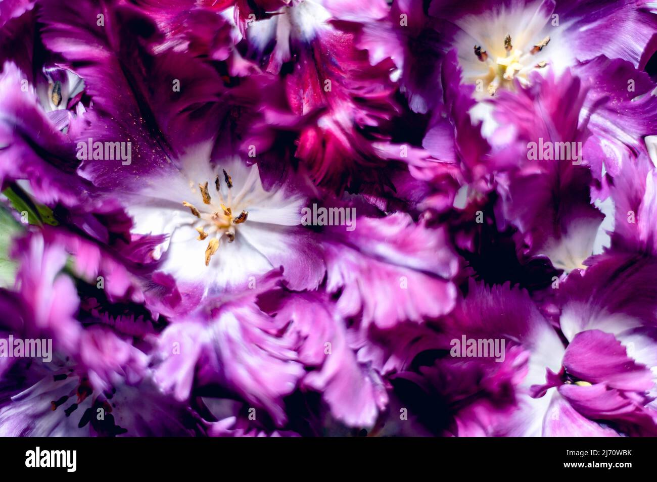 Bunch of Parrot Style Tulips Stock Photo - Alamy