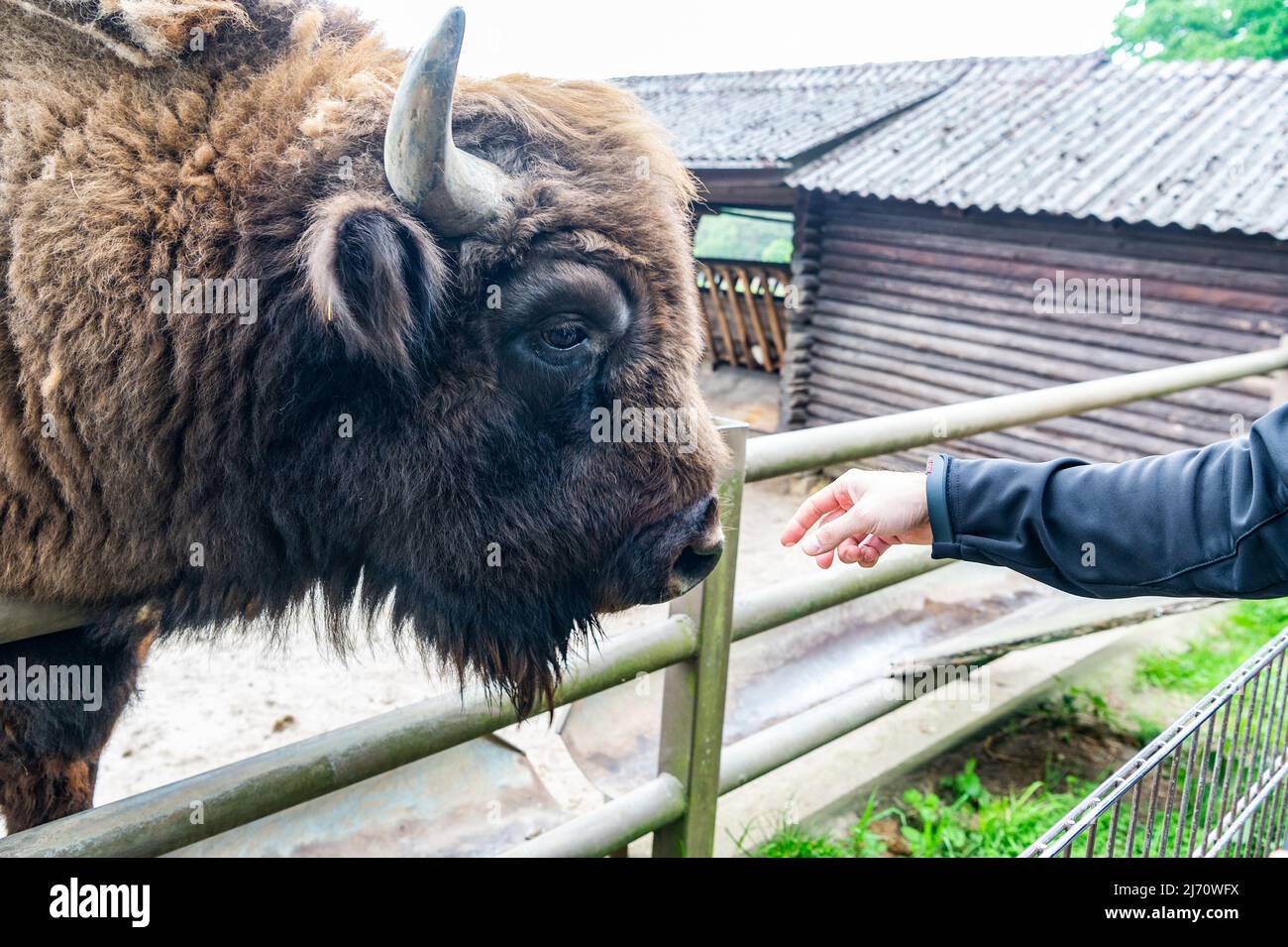 big bison head in zoo animal park outdoor with hand Stock Photo - Alamy