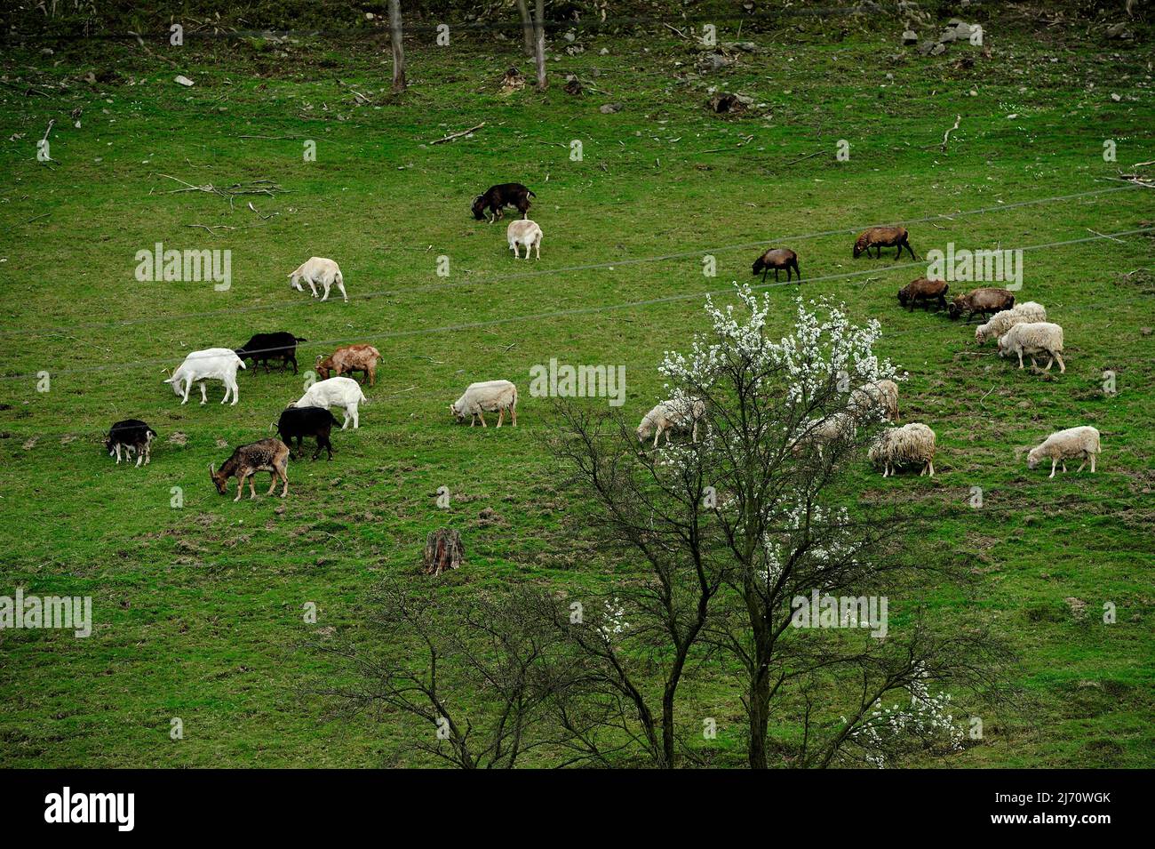 animals, country, pasture, cow, nature, natural, free, landscape ...