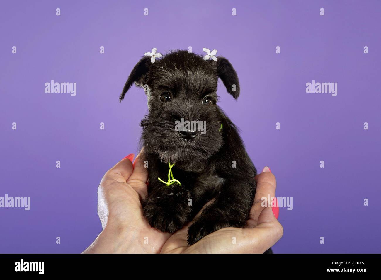 Shnauzer puppy with spring lilac fliwers in woman hands on purple ...