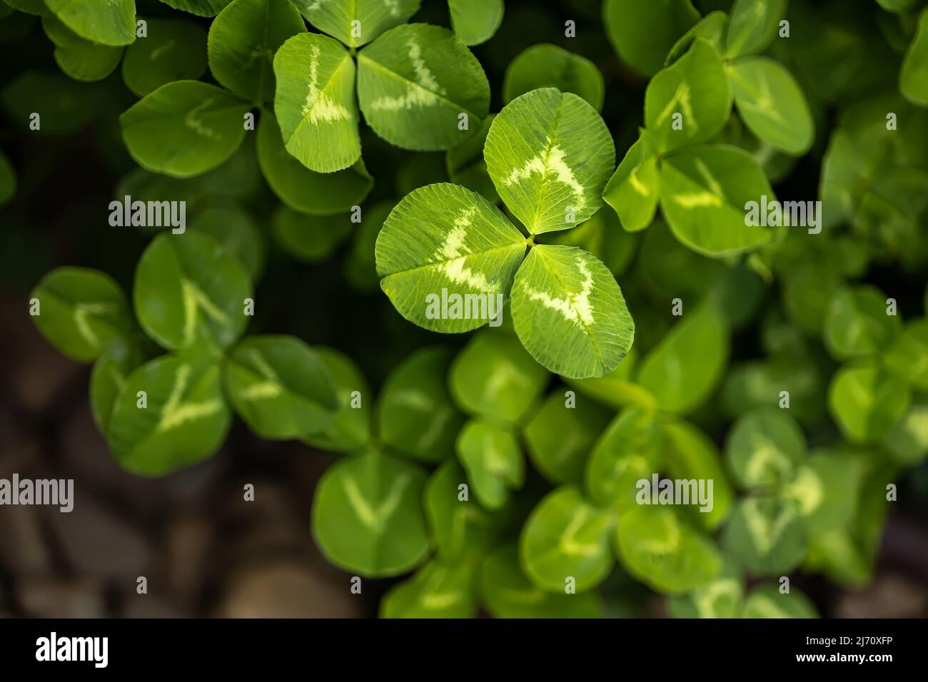 green clover leaves in the park in the spring under the sun Stock Photo ...