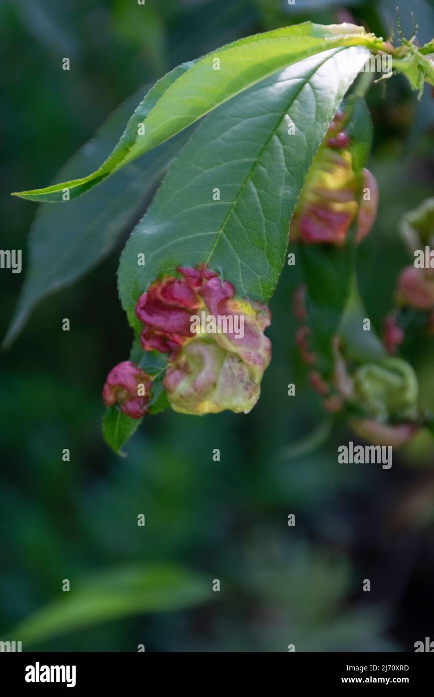 Sick peach tree leaves, agricultural concept, fruit tree diseases Stock ...