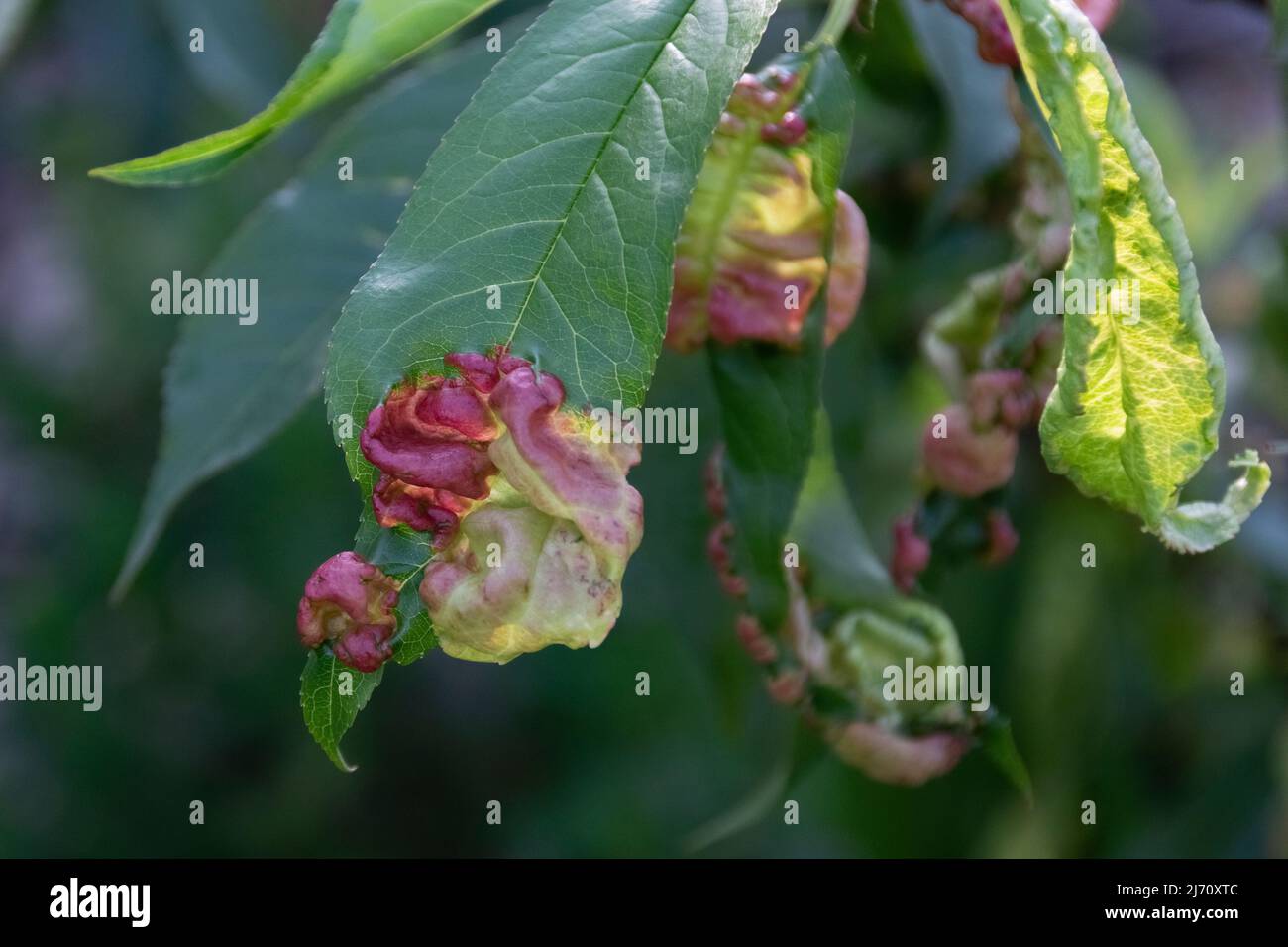 Sick peach tree leaves, agricultural concept, fruit tree diseases Stock ...