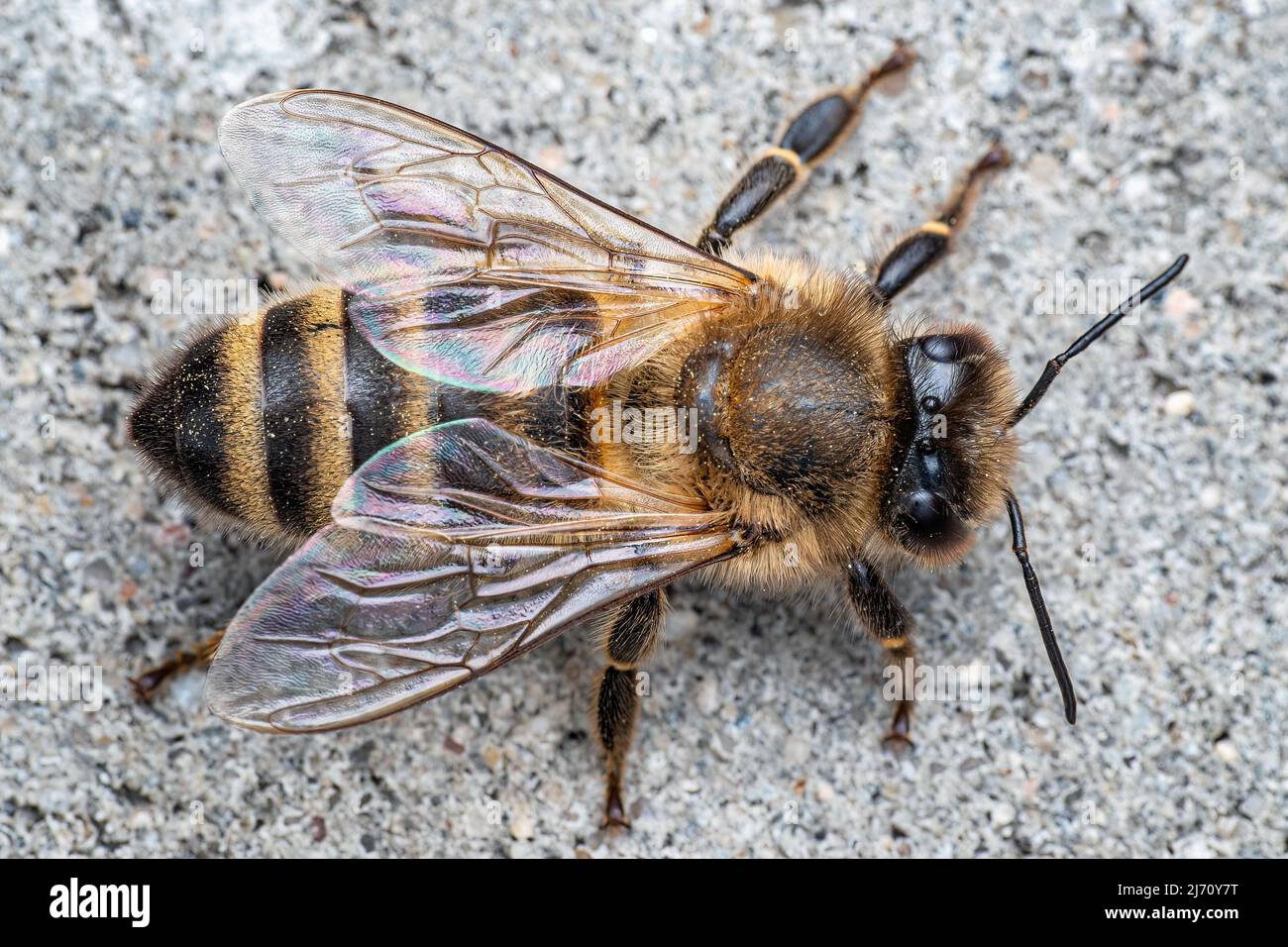 Bee or honey bee on the grey background Stock Photo - Alamy