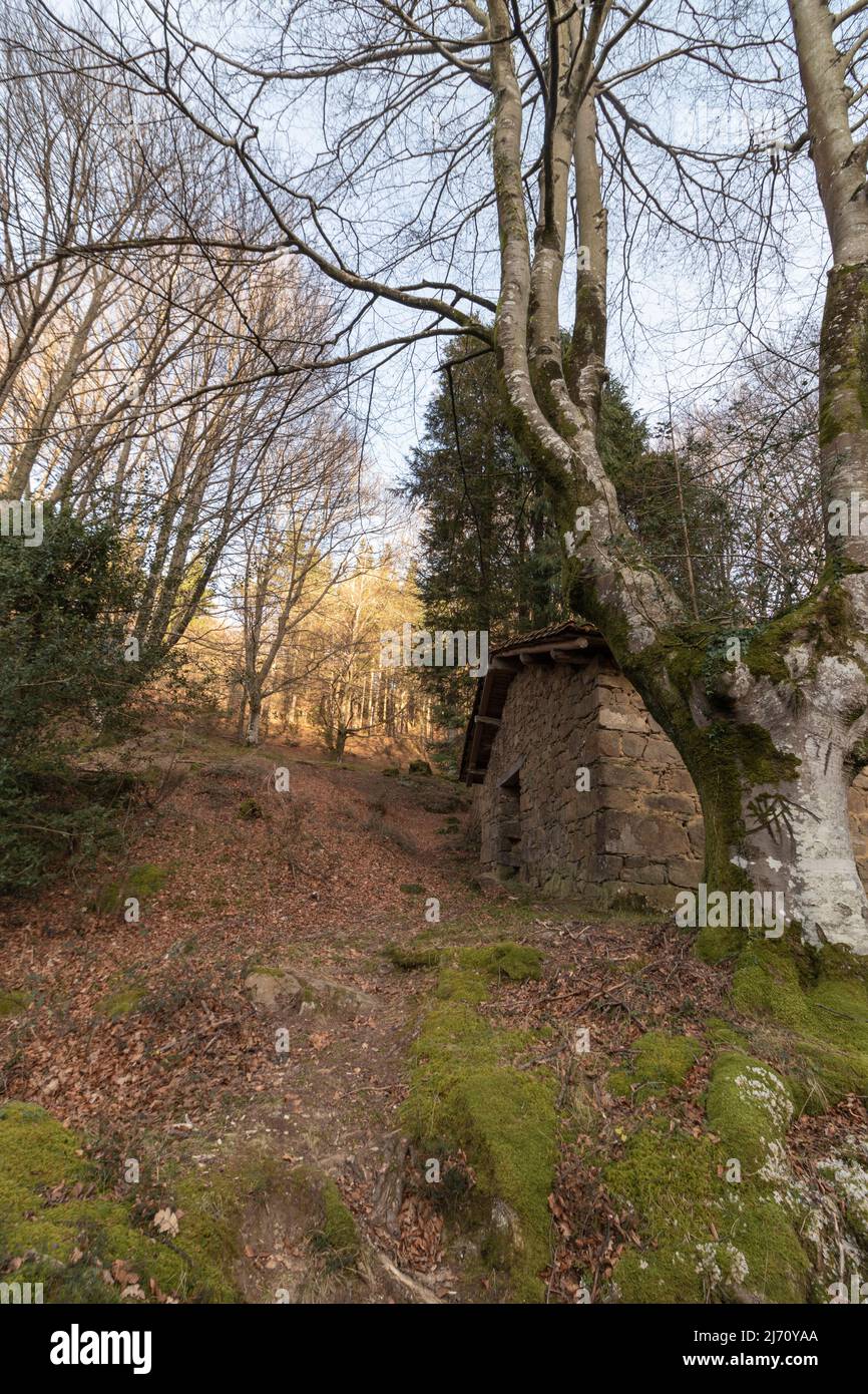 stone cabin in a beech forest in the mountains of the basque country ...