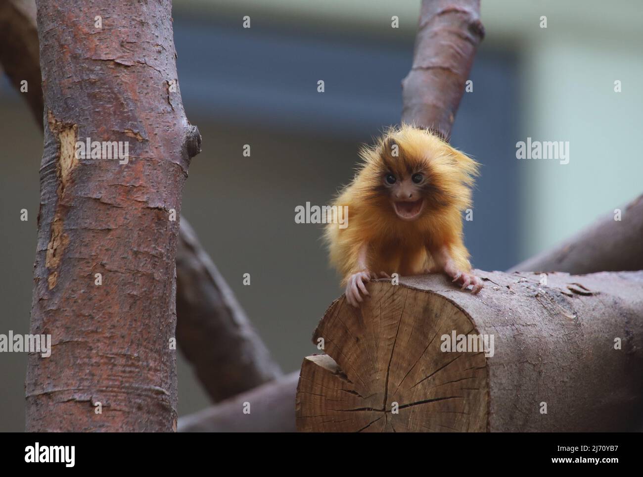 05 May 2022, North Rhine-Westphalia, Cologne: One of the little lion ...