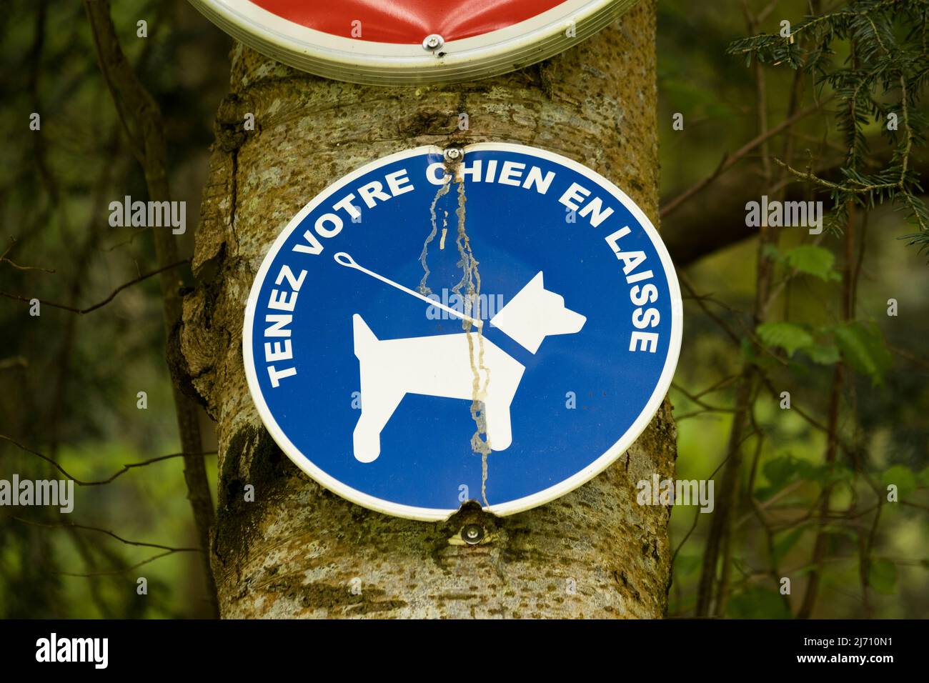 Forest trail sign detail on a tree trunk meaning keep your dog on a ...