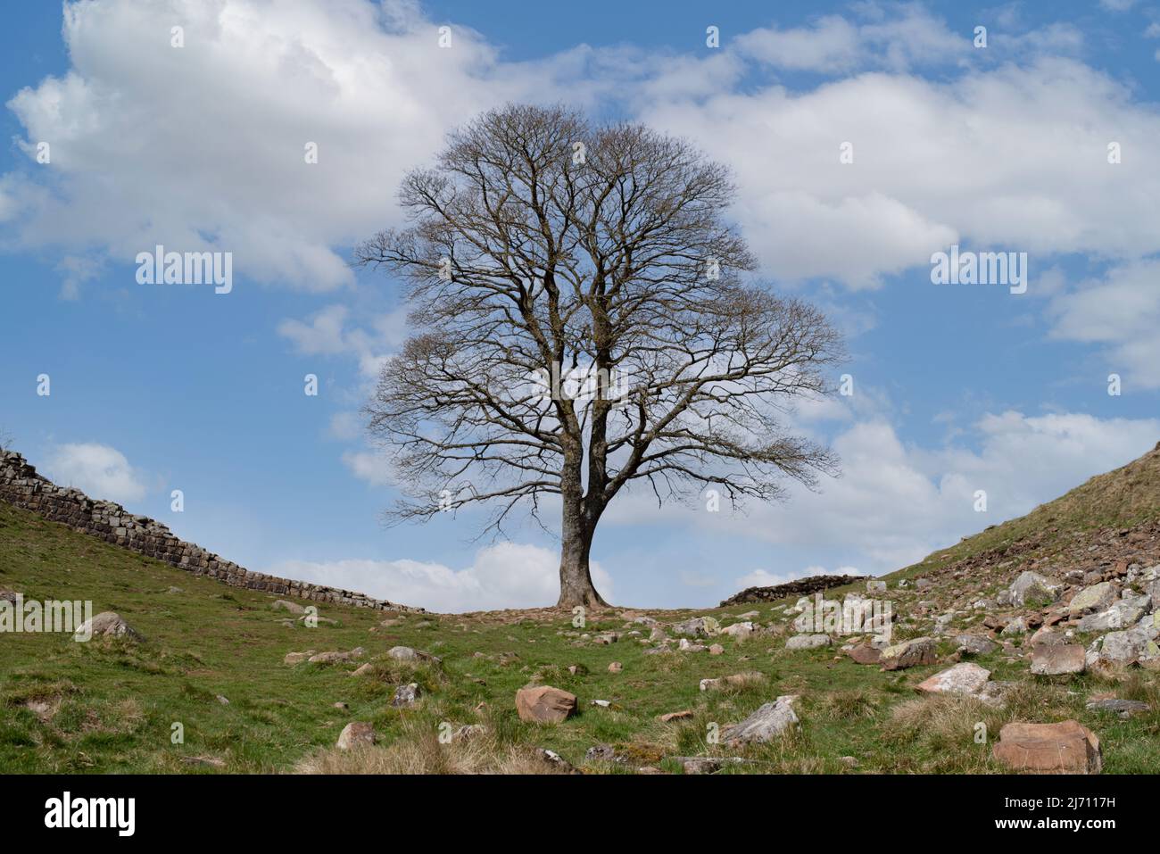 Sycamore Gap Robin Hood tree, Hadrian's Wall Stock Photo - Alamy
