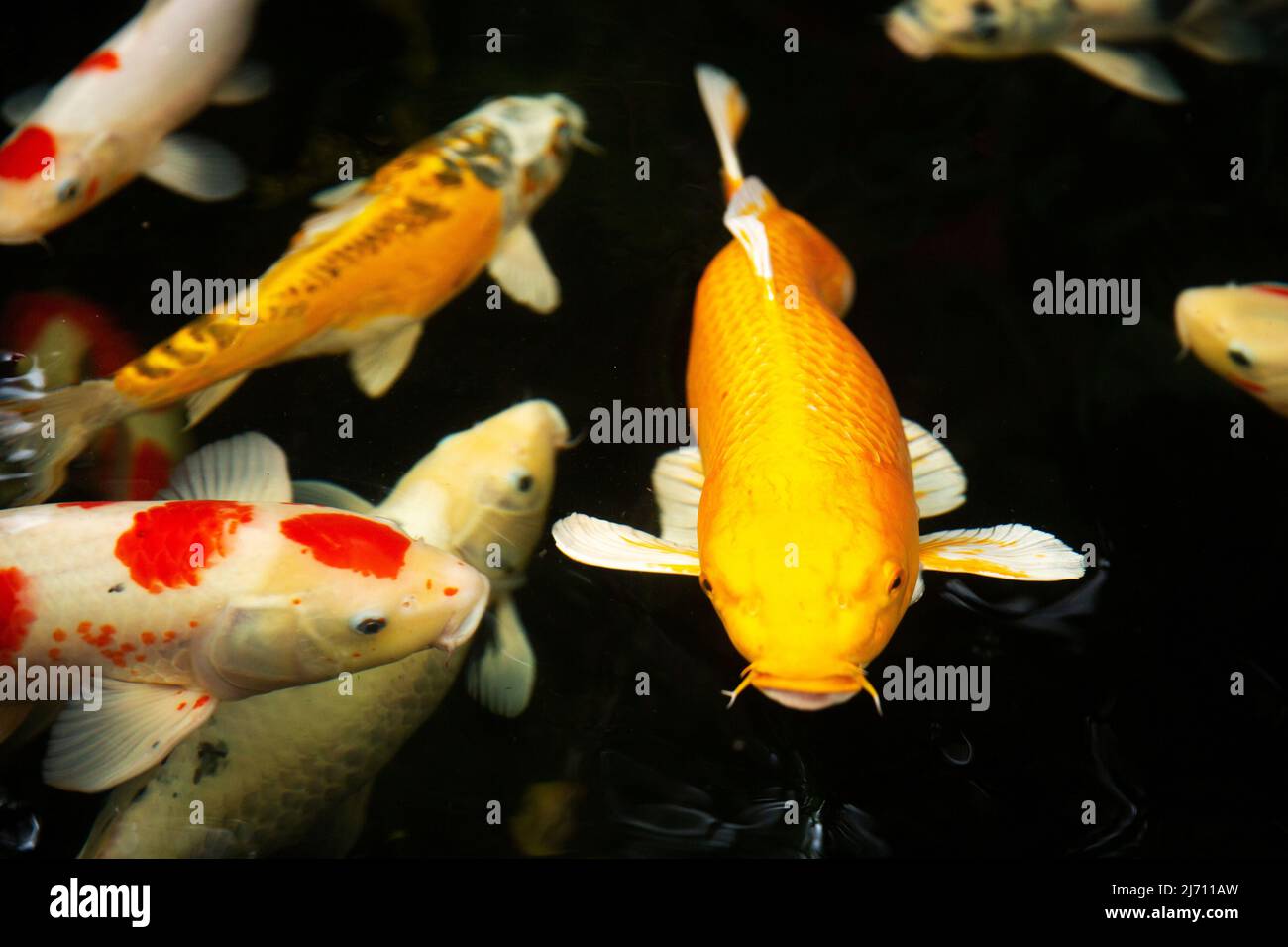 Koi tail hi-res stock photography and images - Alamy