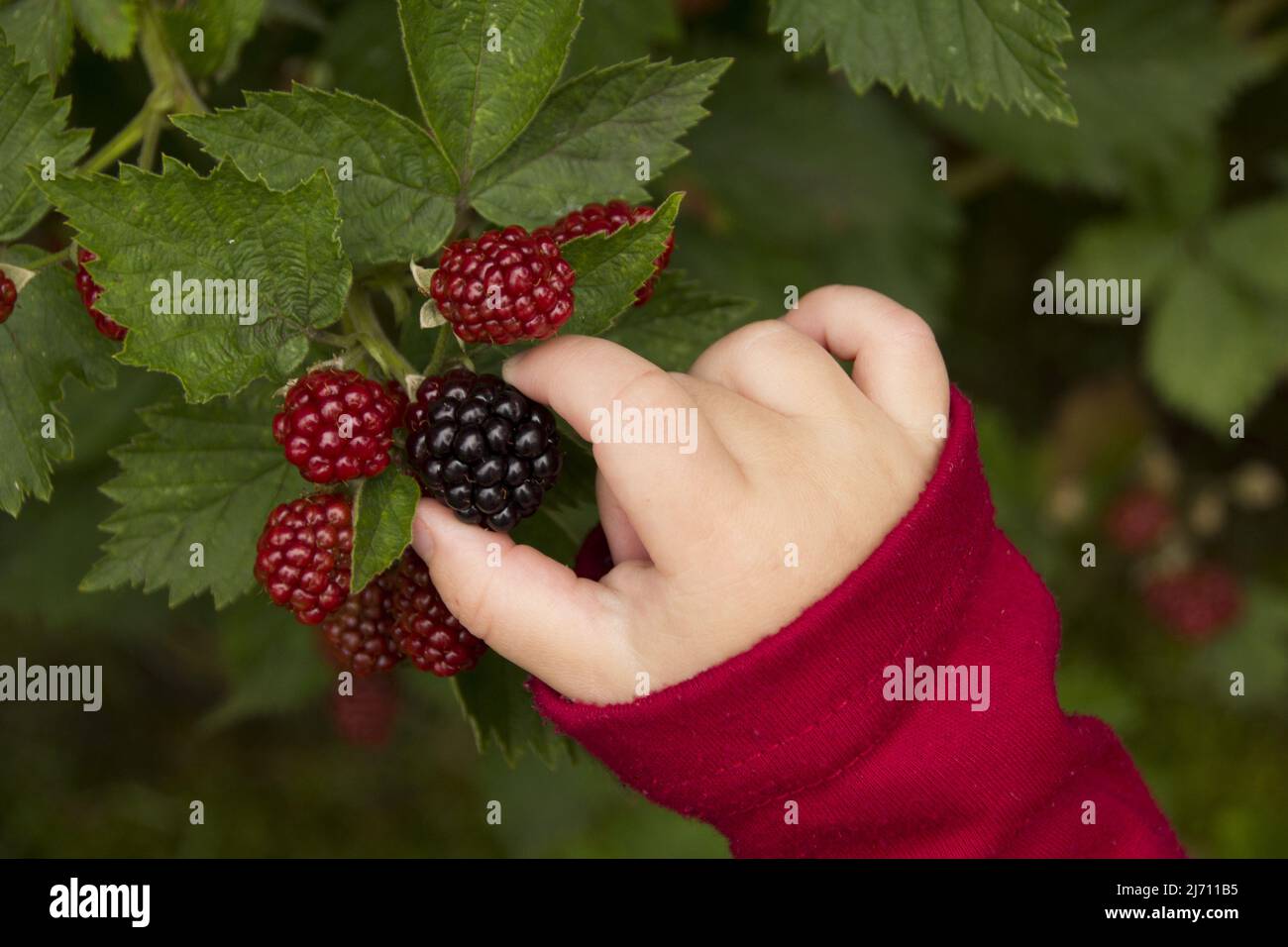 Blackberry picking child hi-res stock photography and images - Alamy