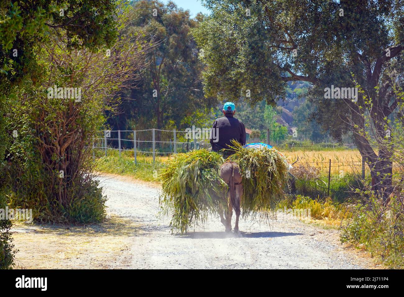 Man riding donkey carrying straw hi-res stock photography and images ...