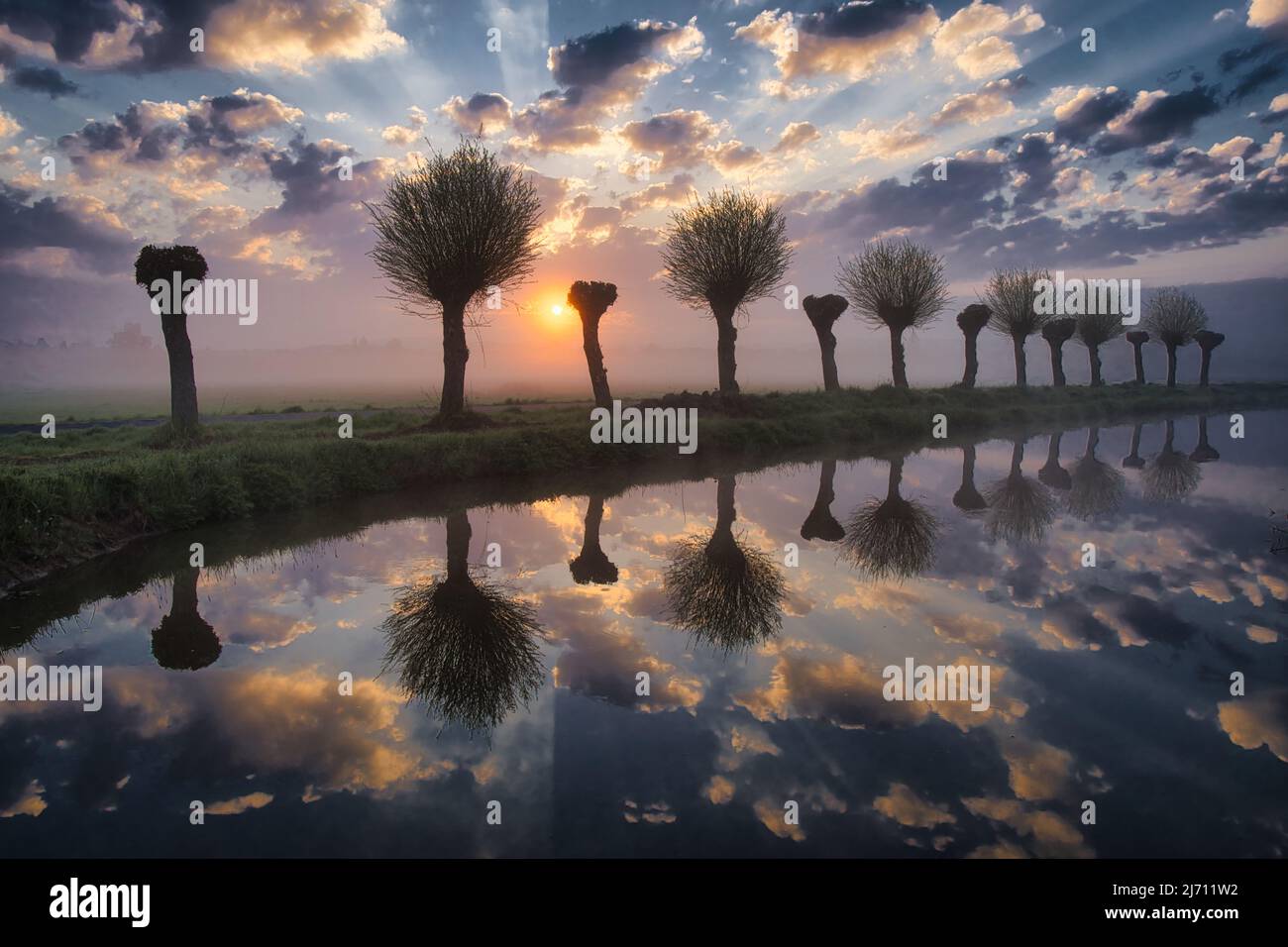 Knotted branches hi-res stock photography and images - Alamy