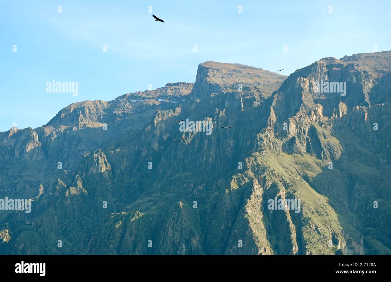 Flock of Andean condors flying over the Colca canyon, Peruvian ...