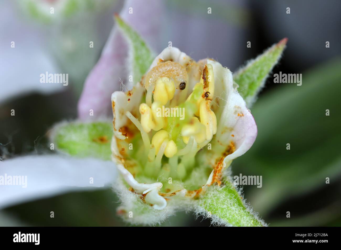 Anthonomus pomorum or the apple blossom weevil is a major pests of ...