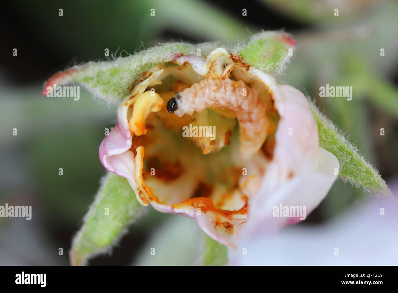 Anthonomus pomorum or the apple blossom weevil is a major pests of ...