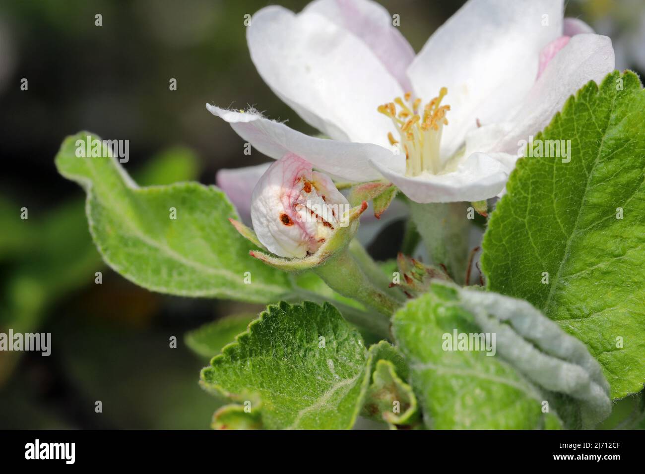 Anthonomus pomorum or the apple blossom weevil is a major pests of ...