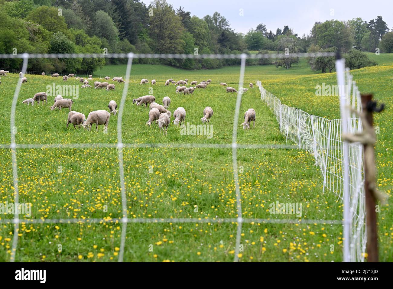 Herd protection hi-res stock photography and images - Alamy