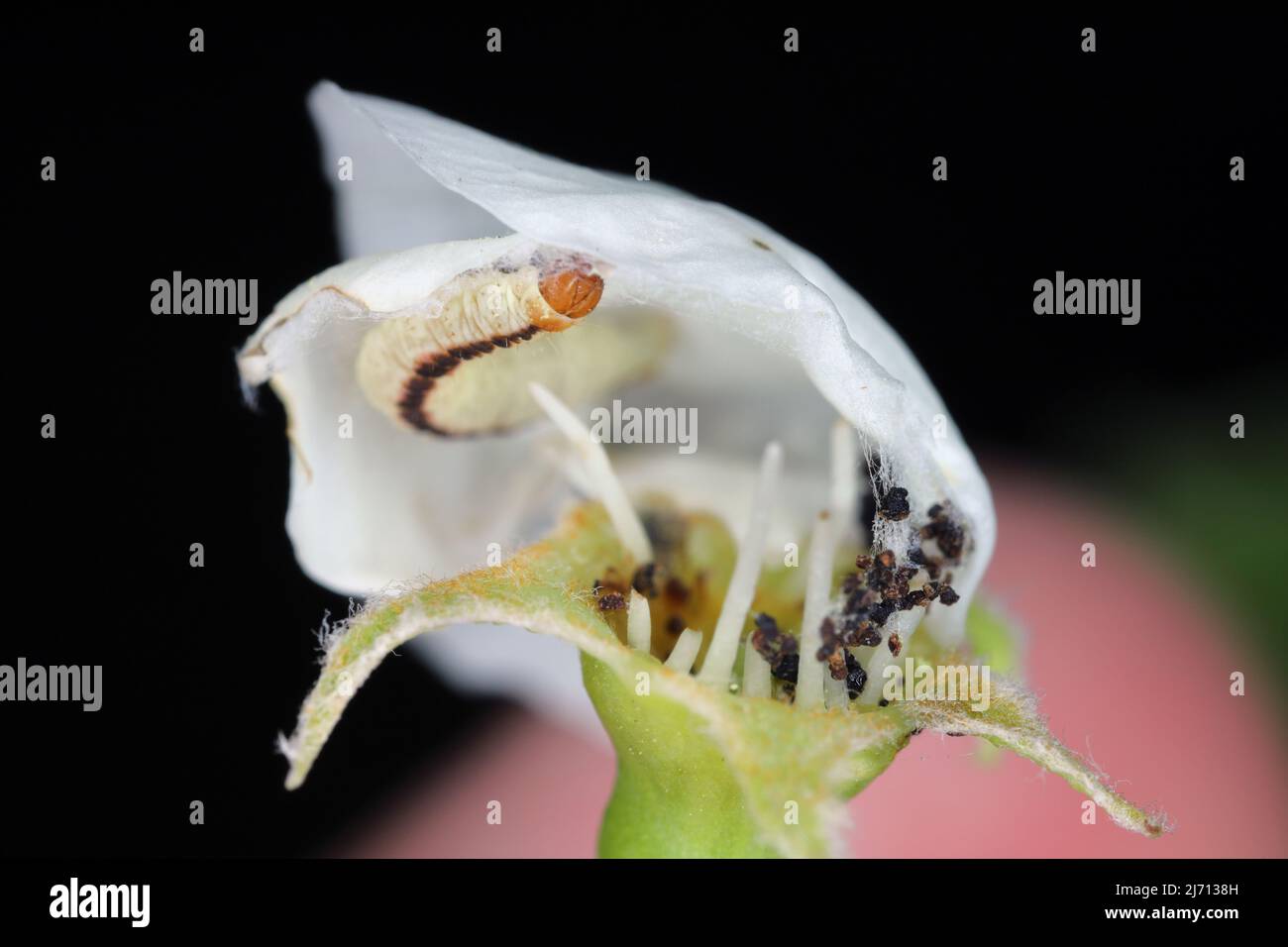 Pear blossom damaged by caterpillar of Green pug (Pasiphila ...