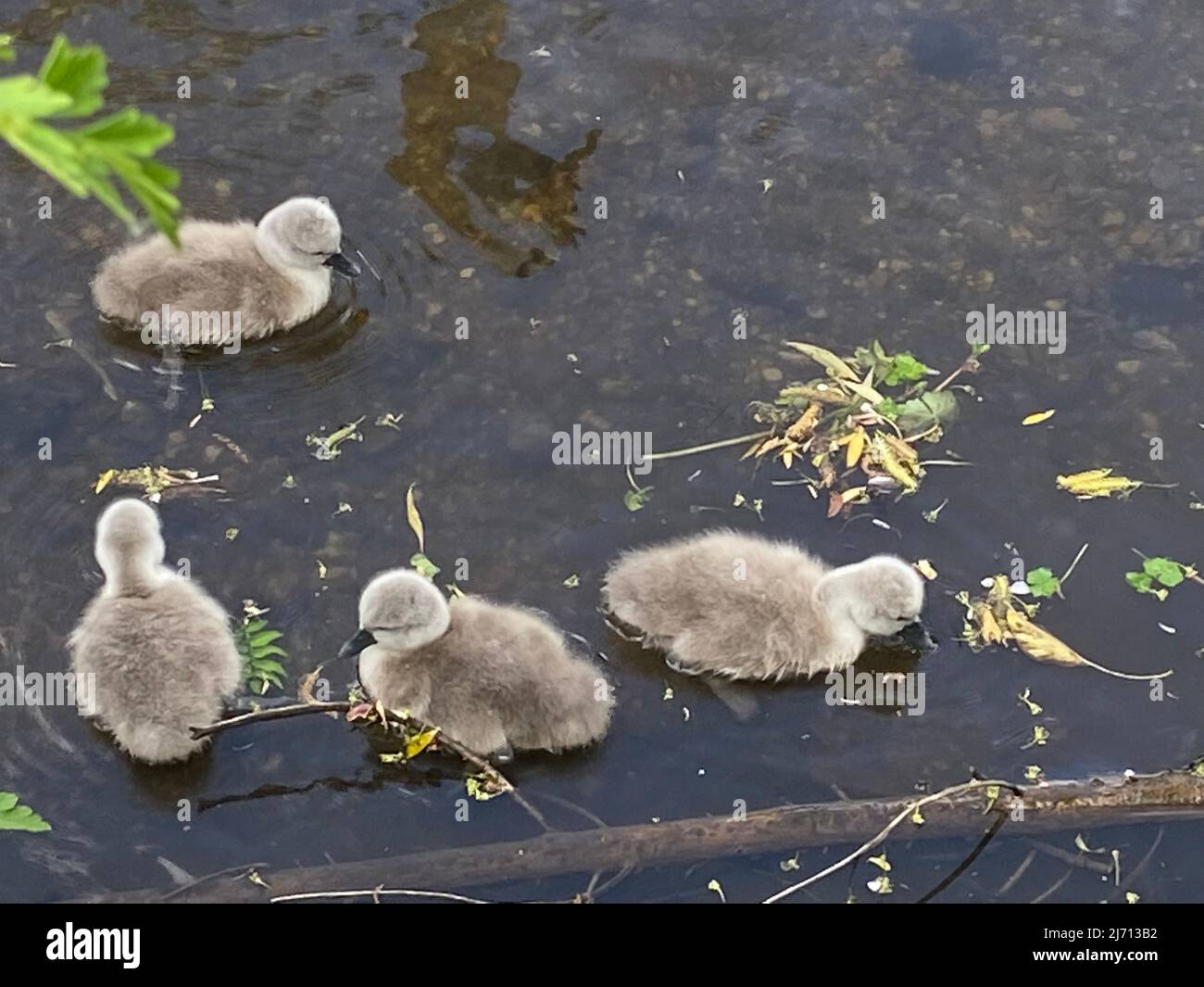 Cygnetss hatch hi-res stock photography and images - Alamy
