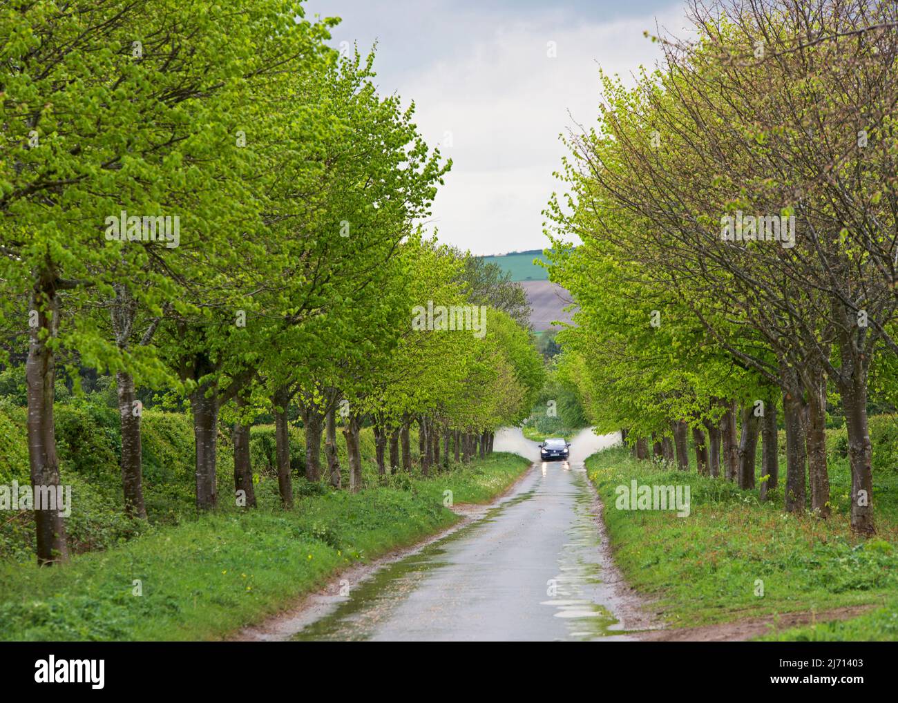 A tree lined road hi-res stock photography and images - Alamy