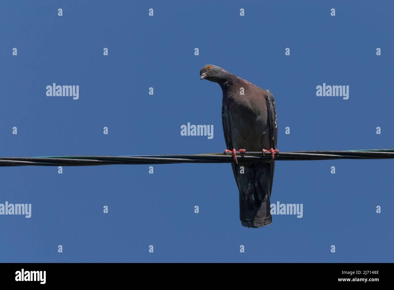 pigeon sitting on wire and watching with inclined head against blue sky ...
