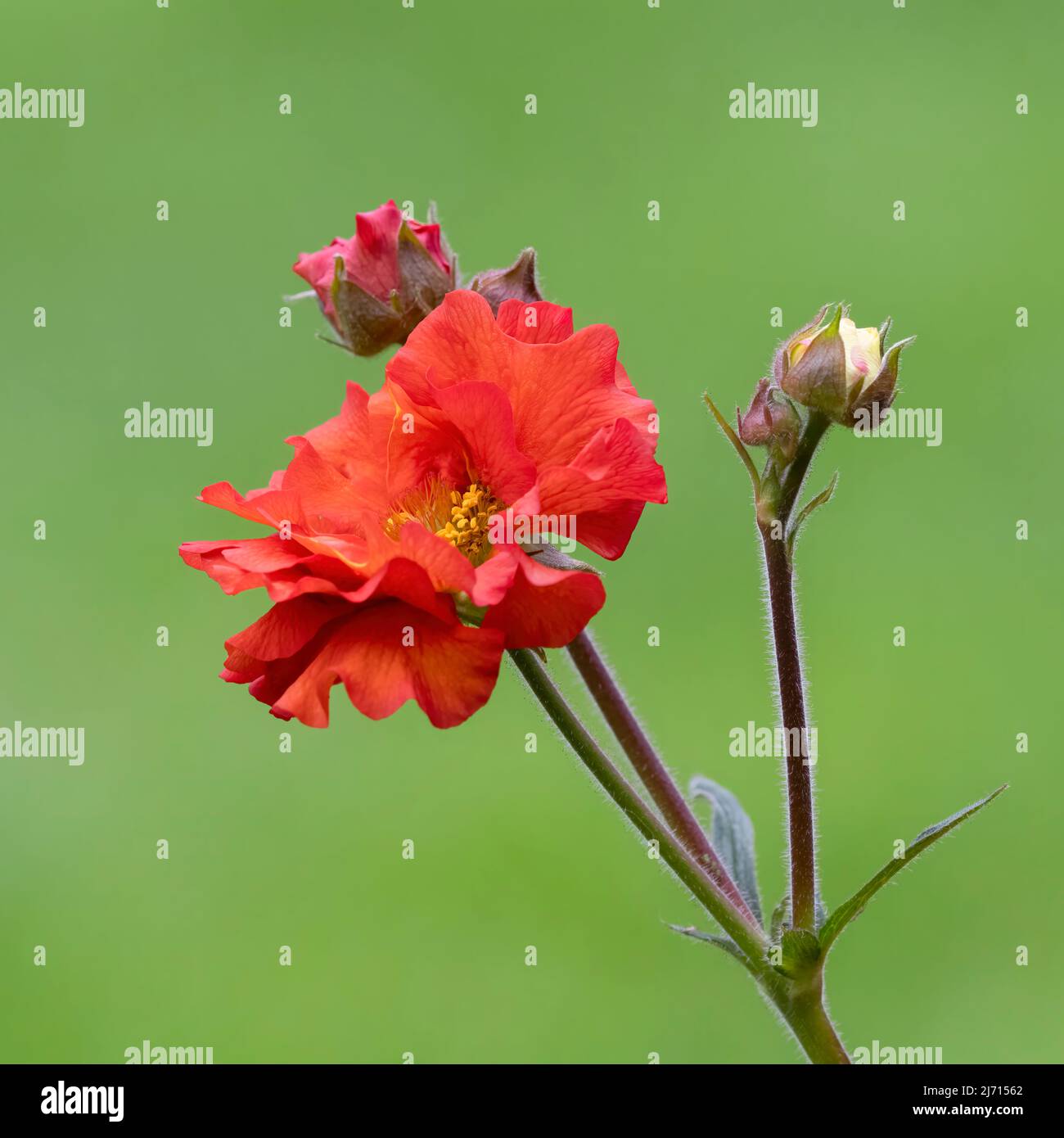Soft red flower hi-res stock photography and images - Alamy