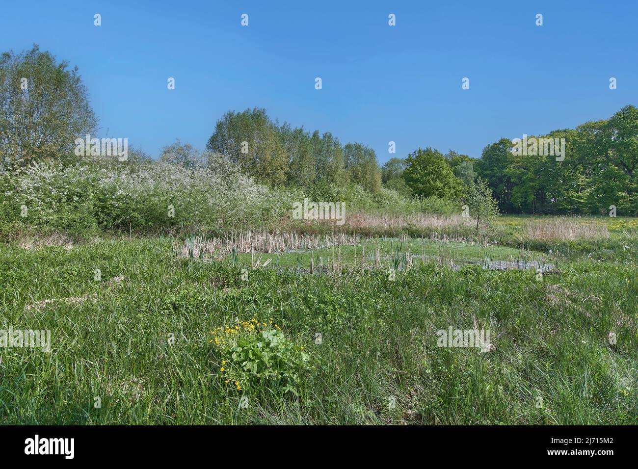 wetland area called Bergische Heideterrasse,Langenfeld,Rheinland ...