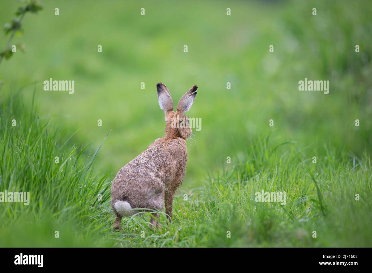 Close up brown hare lepus europaeus hi-res stock photography and images - Alamy