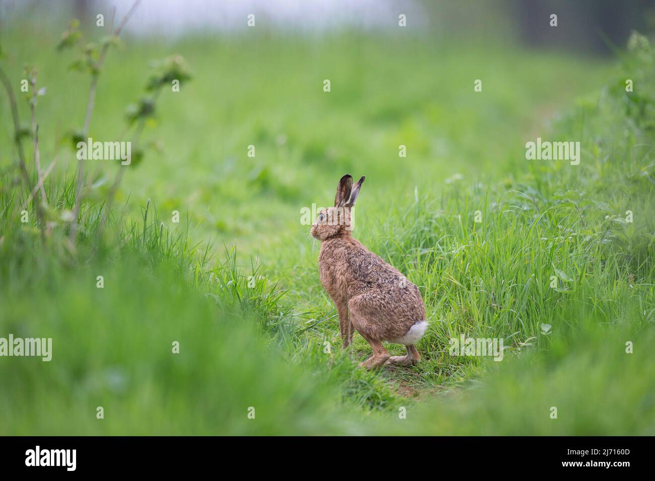 Rear, side view of wild brown hare (Lepus europaeus) sitting isolated ...