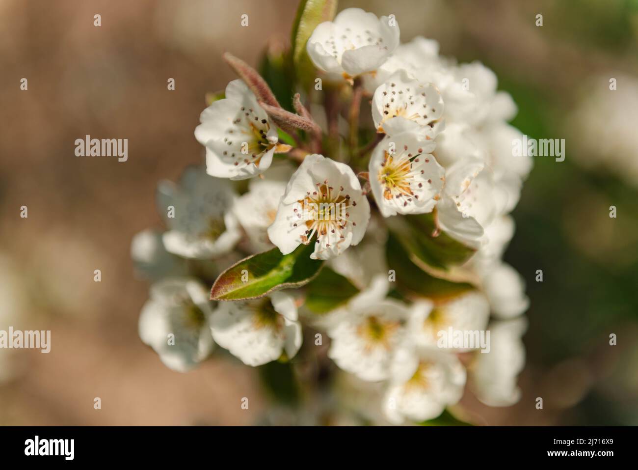 Spring in the orchard. It's a sunny day. On the pear tree growing in ...