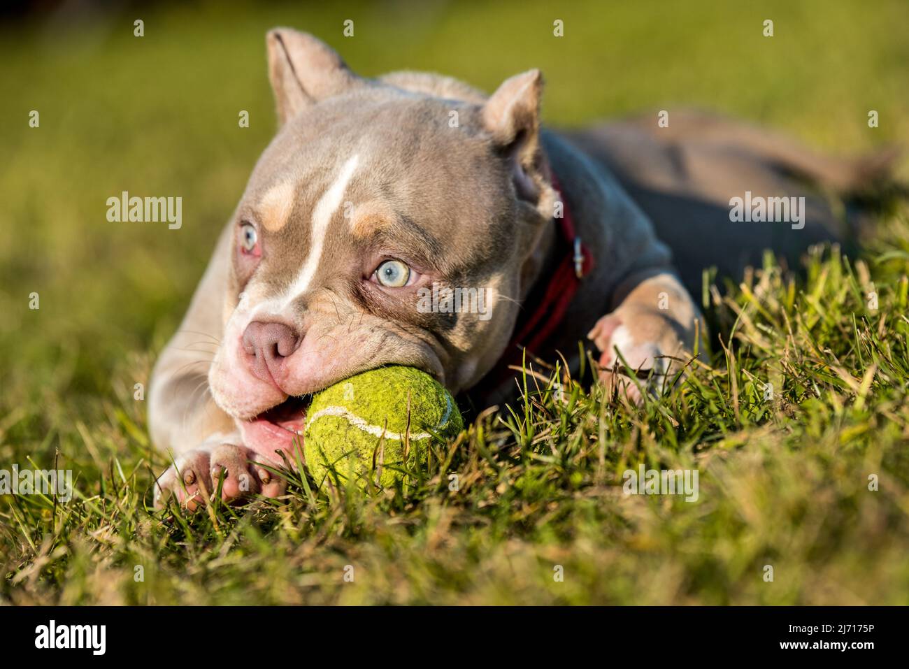 A pocket male American Bully puppy dog is playing with tennis ball on ...