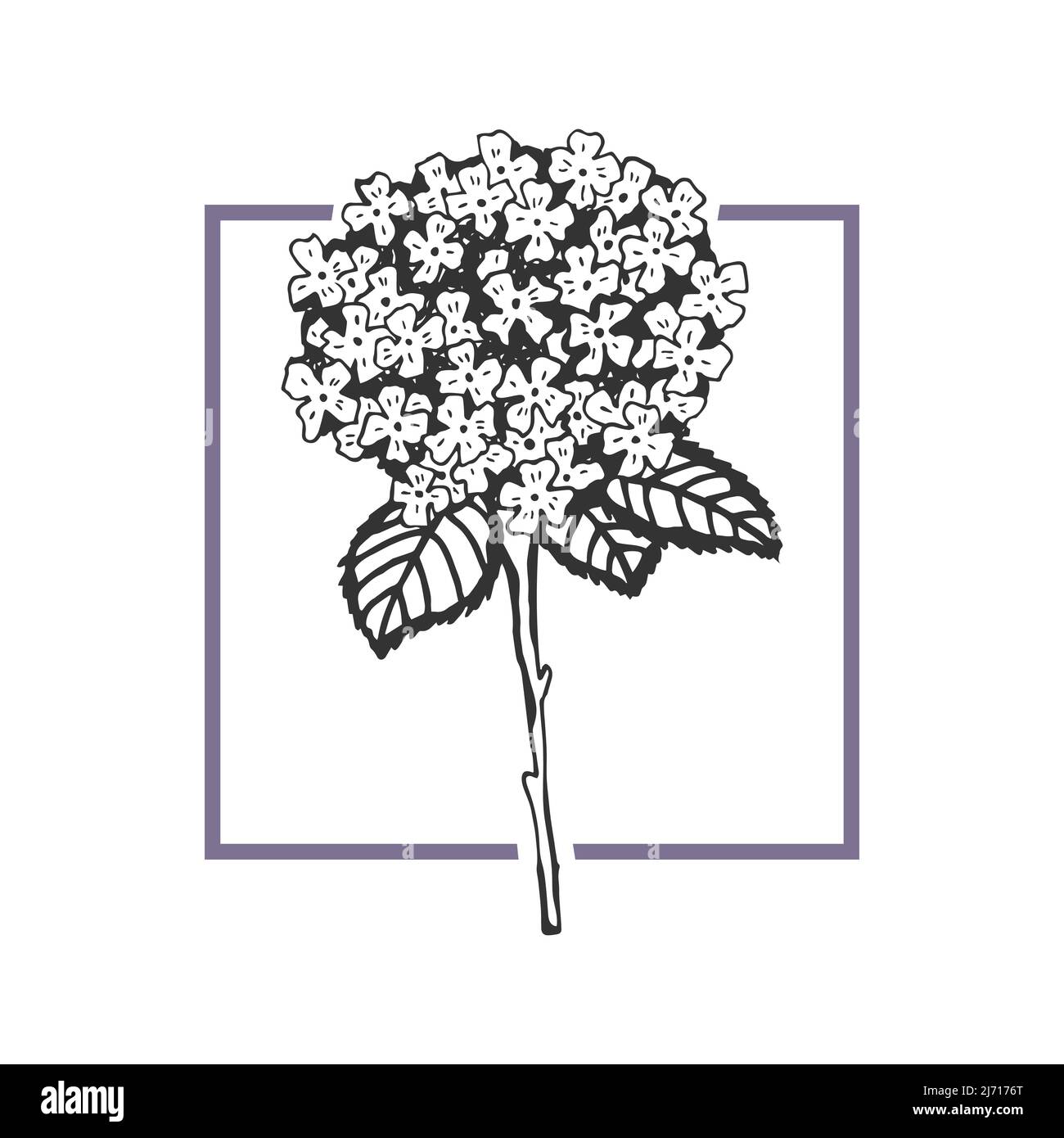 Vector fashion illustration of hydrangea. Trendy minimalistic poster ...