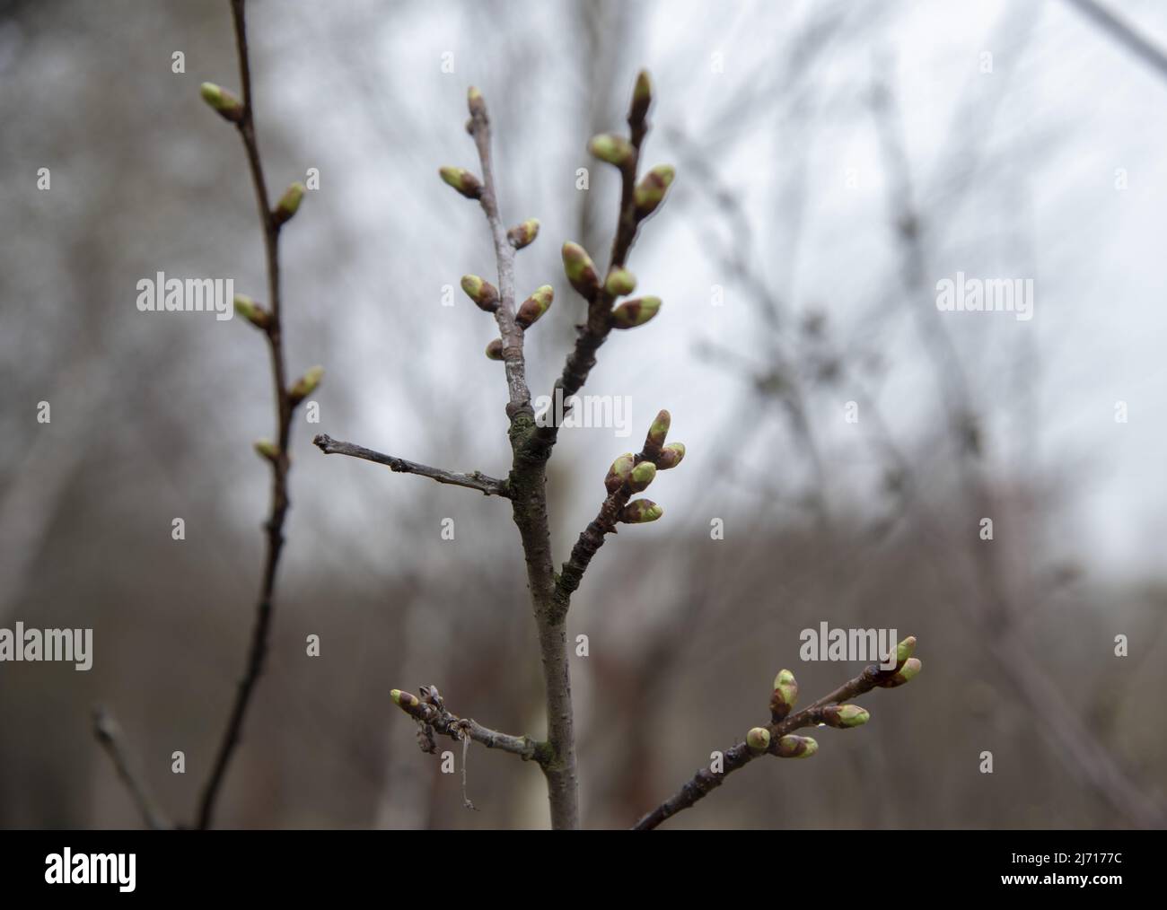 A tree branch with green swollen buds on a blurry background Stock ...