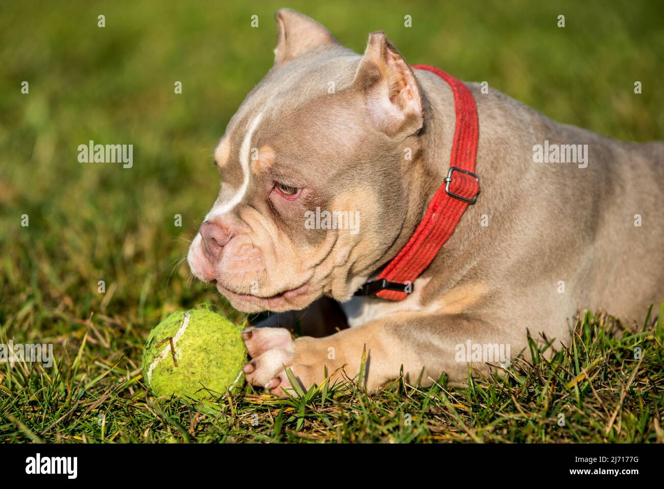 A pocket male American Bully puppy dog is playing with tennis ball on ...