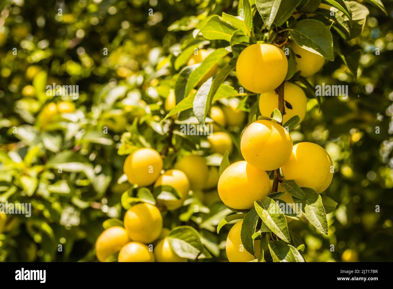 Beautiful fruits of yellow plums that grow in the canopy of green ...