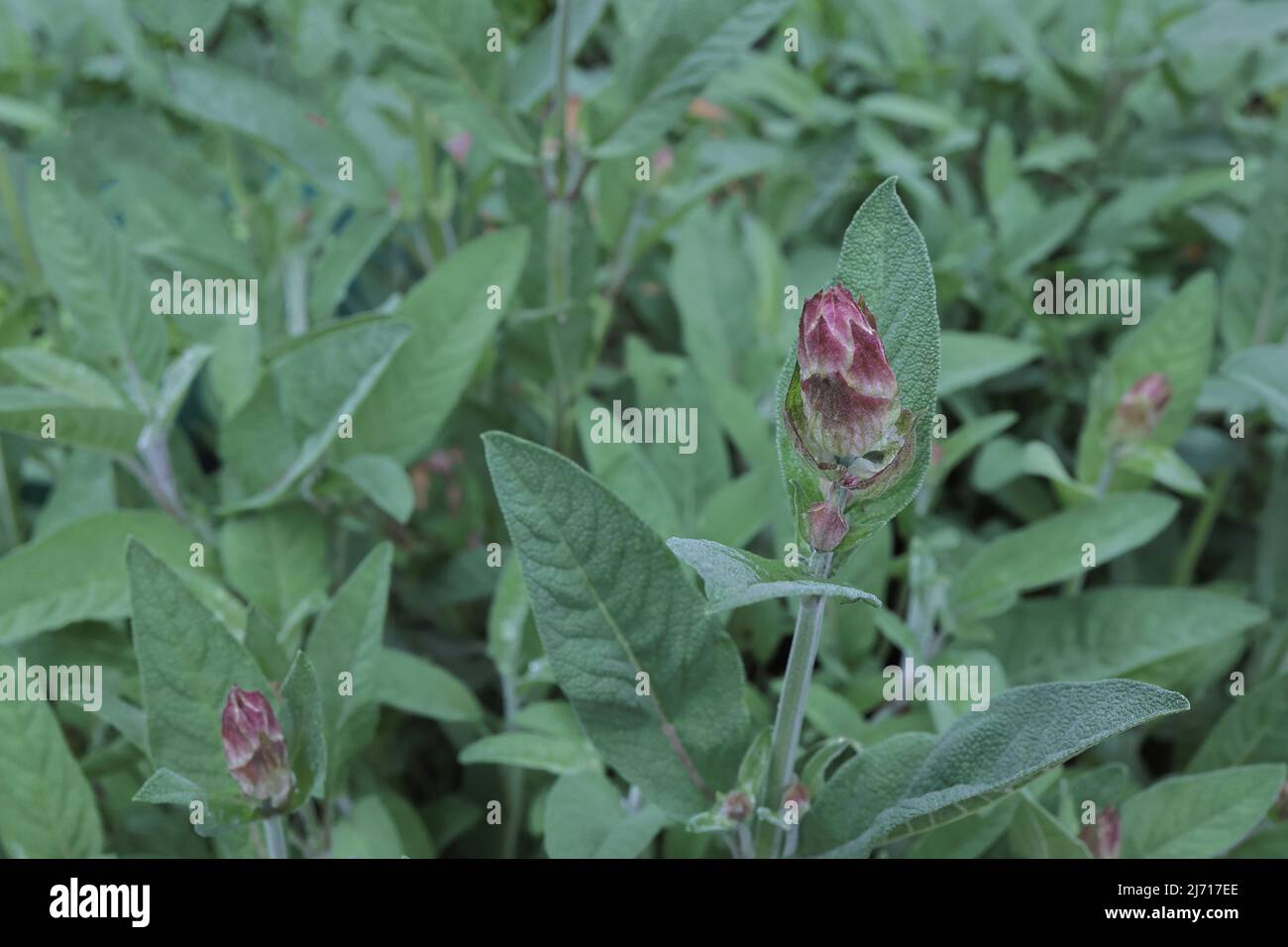 Clary Sage bud and leaves. Aromatic sage young sprout in bloom with ...