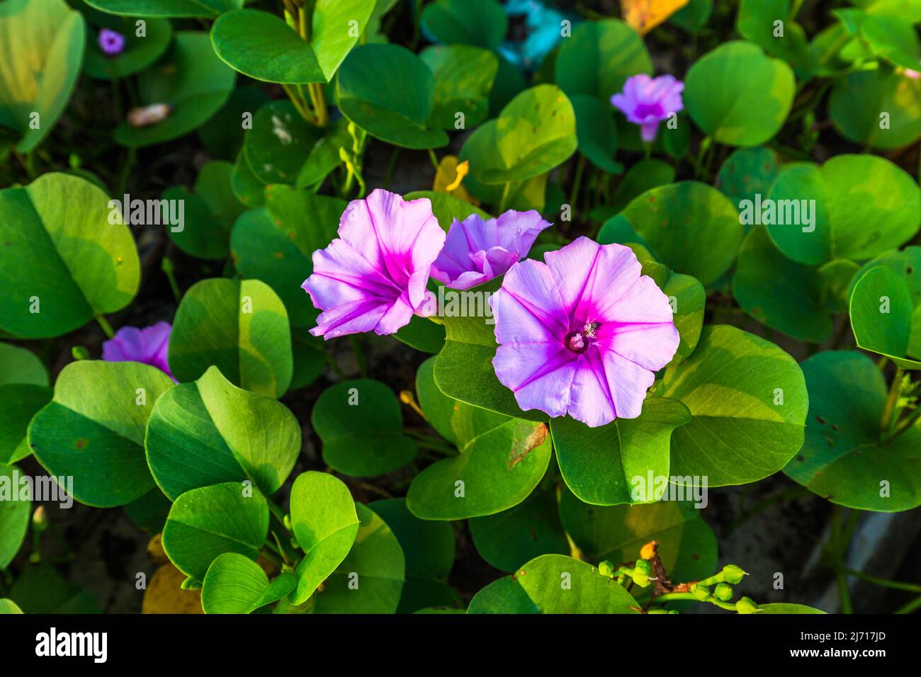 Ipomoea flower nature at the beach Stock Photo - Alamy