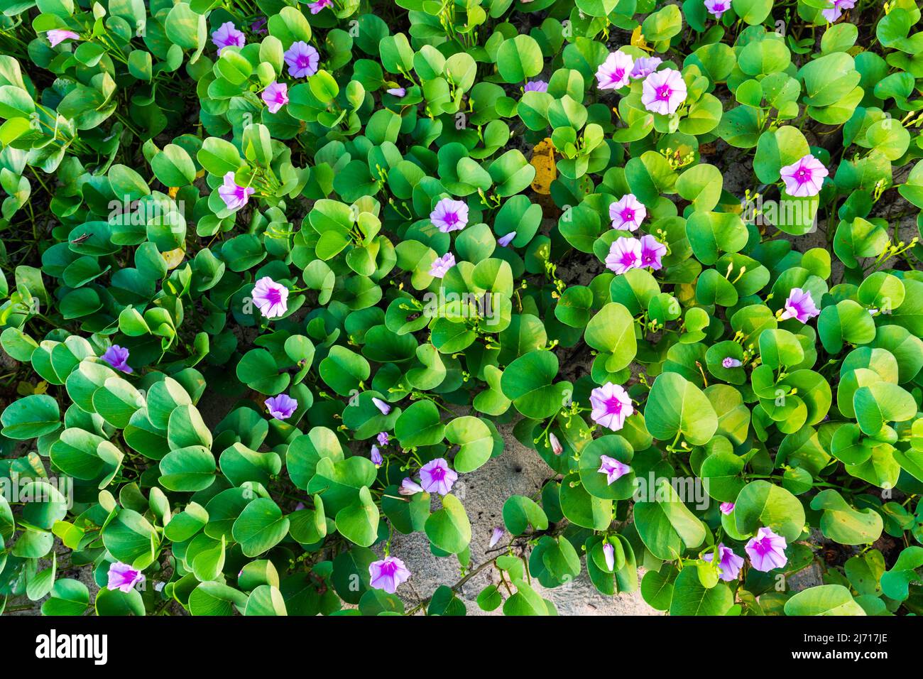 Ipomoea flower nature at the beach Stock Photo - Alamy