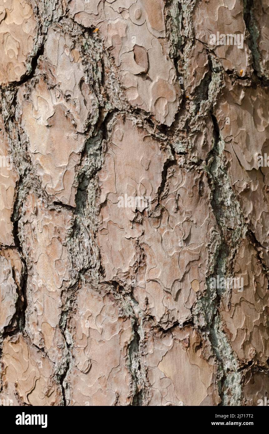 Conifer texture hi-res stock photography and images - Alamy