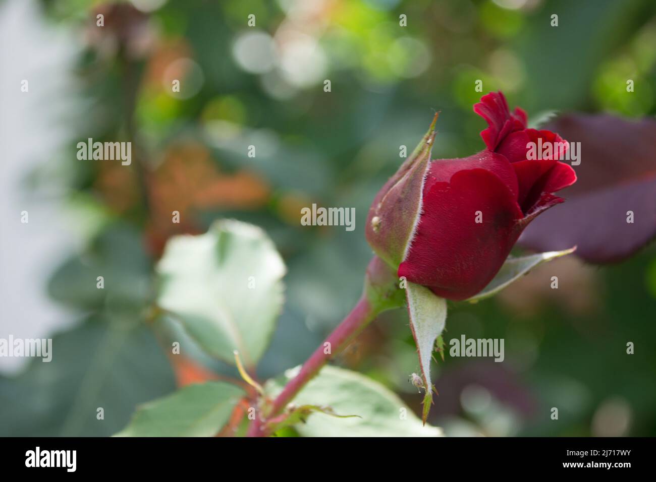 Beautiful bud hi-res stock photography and images - Alamy