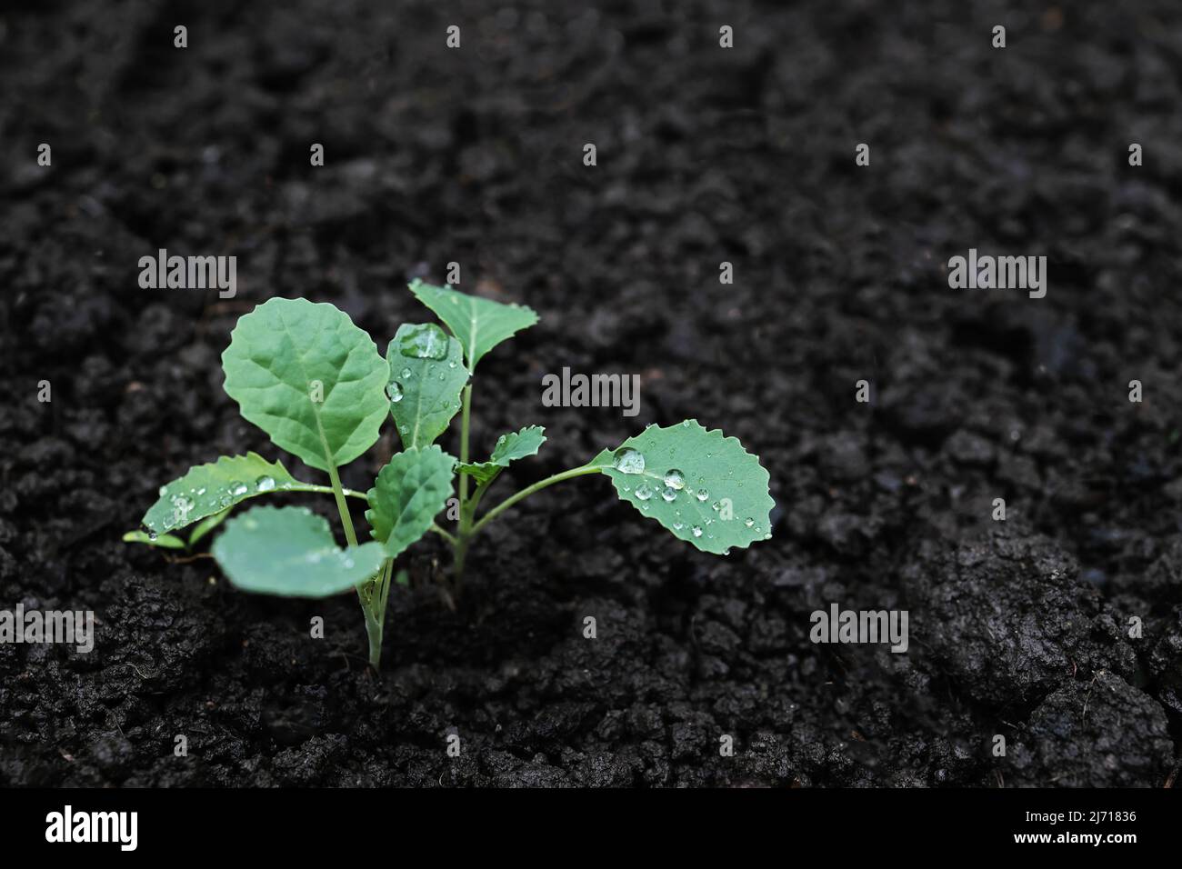 young cale sprout grows on a bed. little kale vegetable in the garden ...