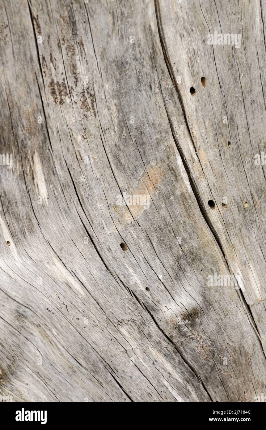 Wood fissures hi-res stock photography and images - Alamy