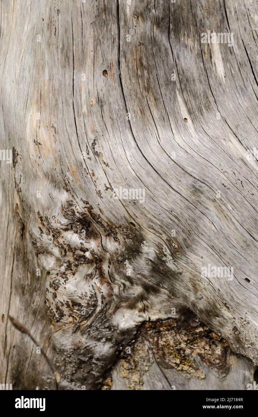 Abstract wooden background or texture of a tree trunk with cracks and ...