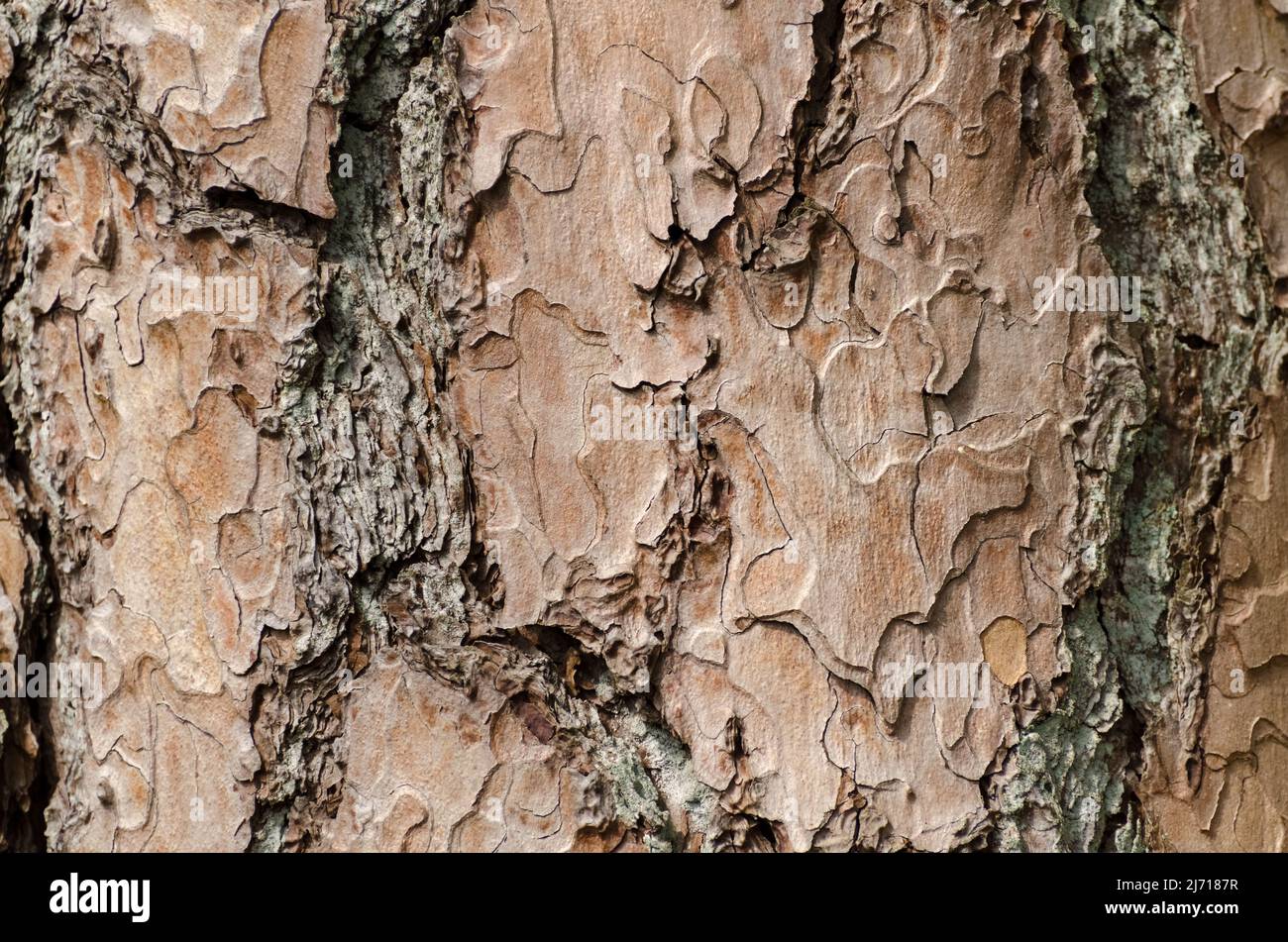 Conifer texture hi-res stock photography and images - Alamy