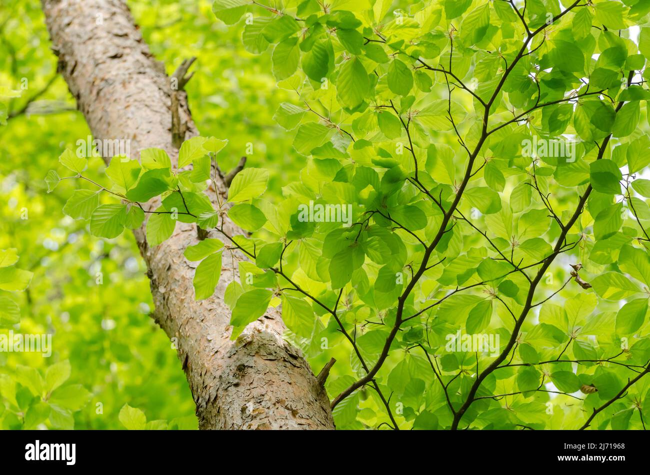 Common beech leaves hi-res stock photography and images - Alamy