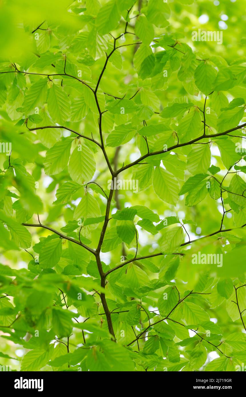 Fresh new green foliage of the Fagus sylvatica, known as European beech ...